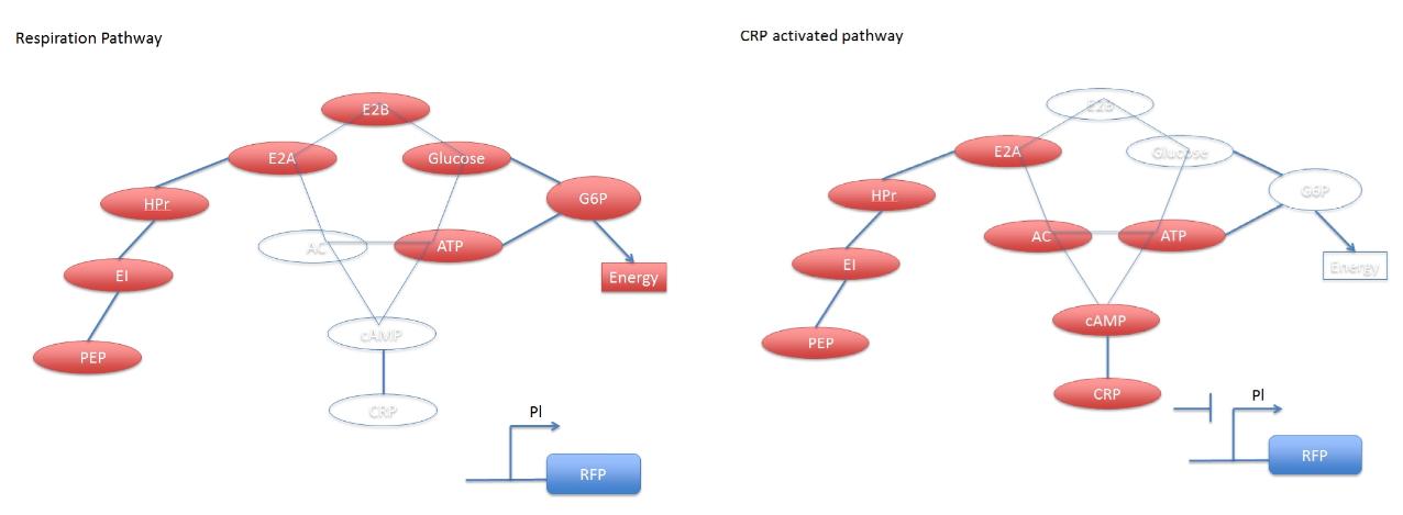 Project Modeling : Fitting Theory - iGEM NCKU